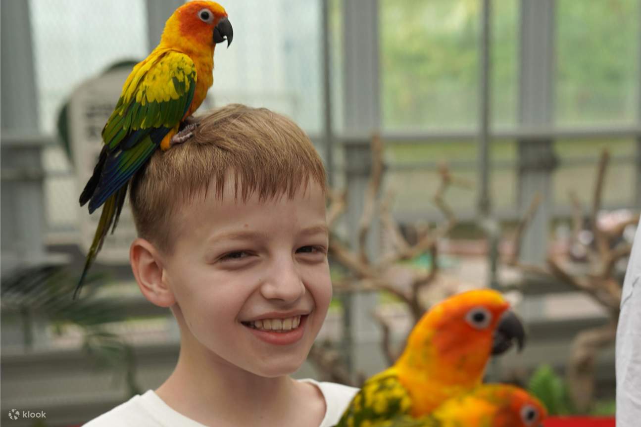 Nami Island/Jarasum/Gyeonggi Spring CherryBlossom Festival Day Tour ...