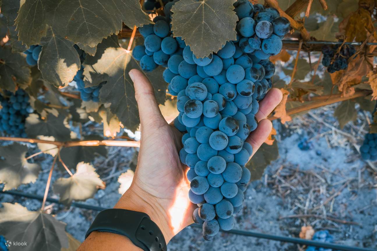 Pengalaman Kebun Anggur & Pabrik Anggur di Geographe - Klook Indonesia
