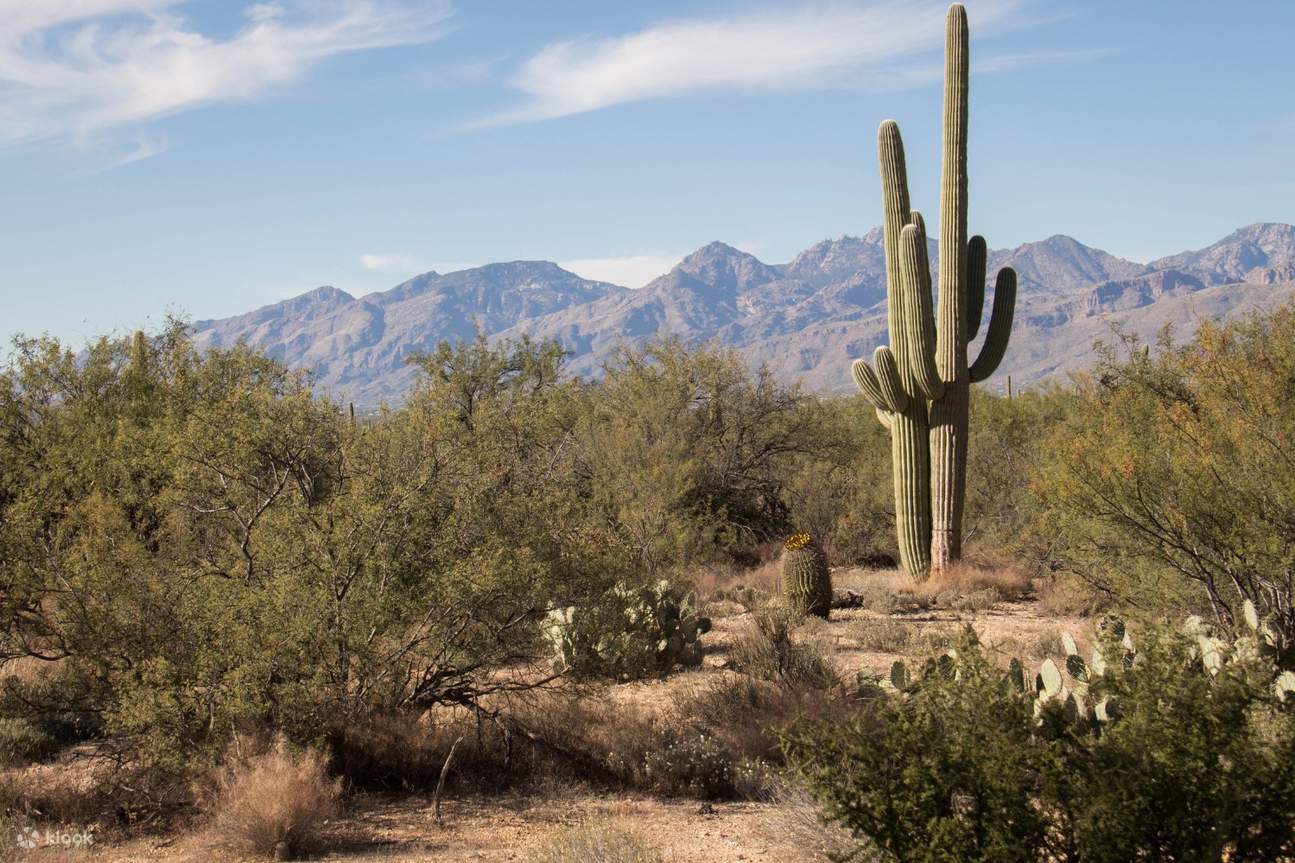 Saguaro East National Park Self Guided Driving Tour - Klook Estados Unidos