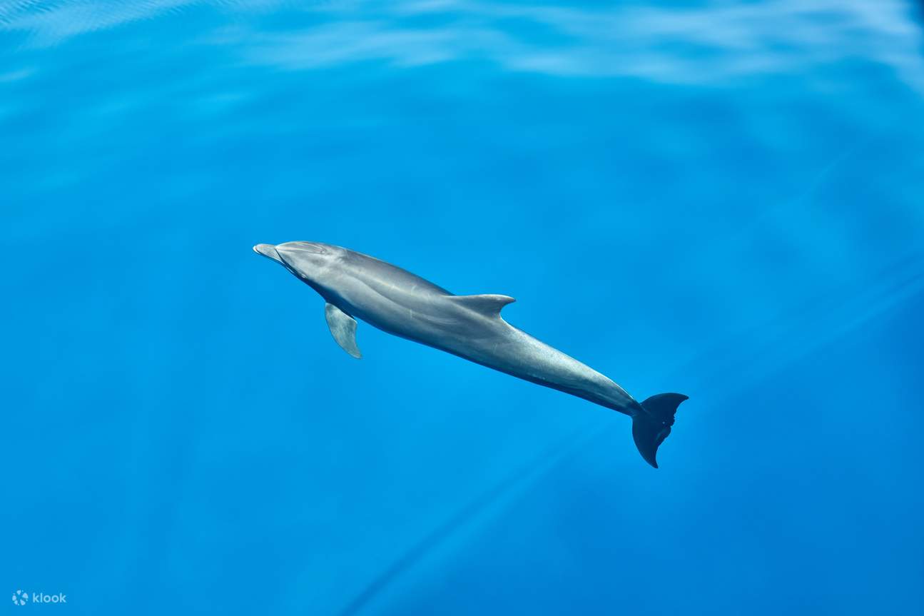 Dolphin House Reef Snorkeling Sea Trip With Transfer - Marsa Alam ...