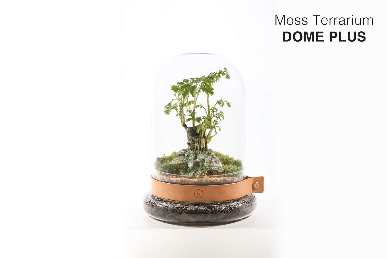 Bonart - Terarium Lumut | Terarium Lezat | Kokedama | Pakis Terpasang ...