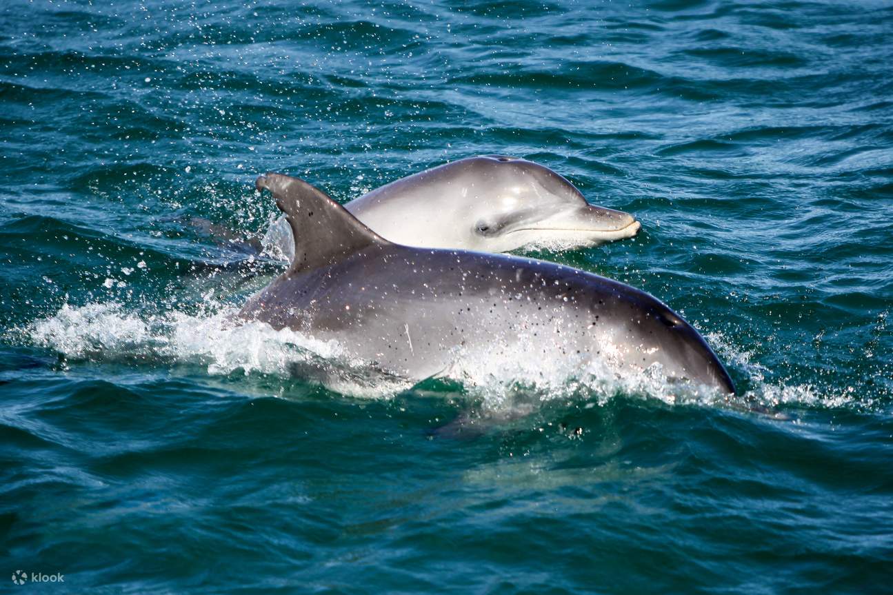Dolphin Watch Cruise and Port Stephens Join In Day Tour - Klook Singapore
