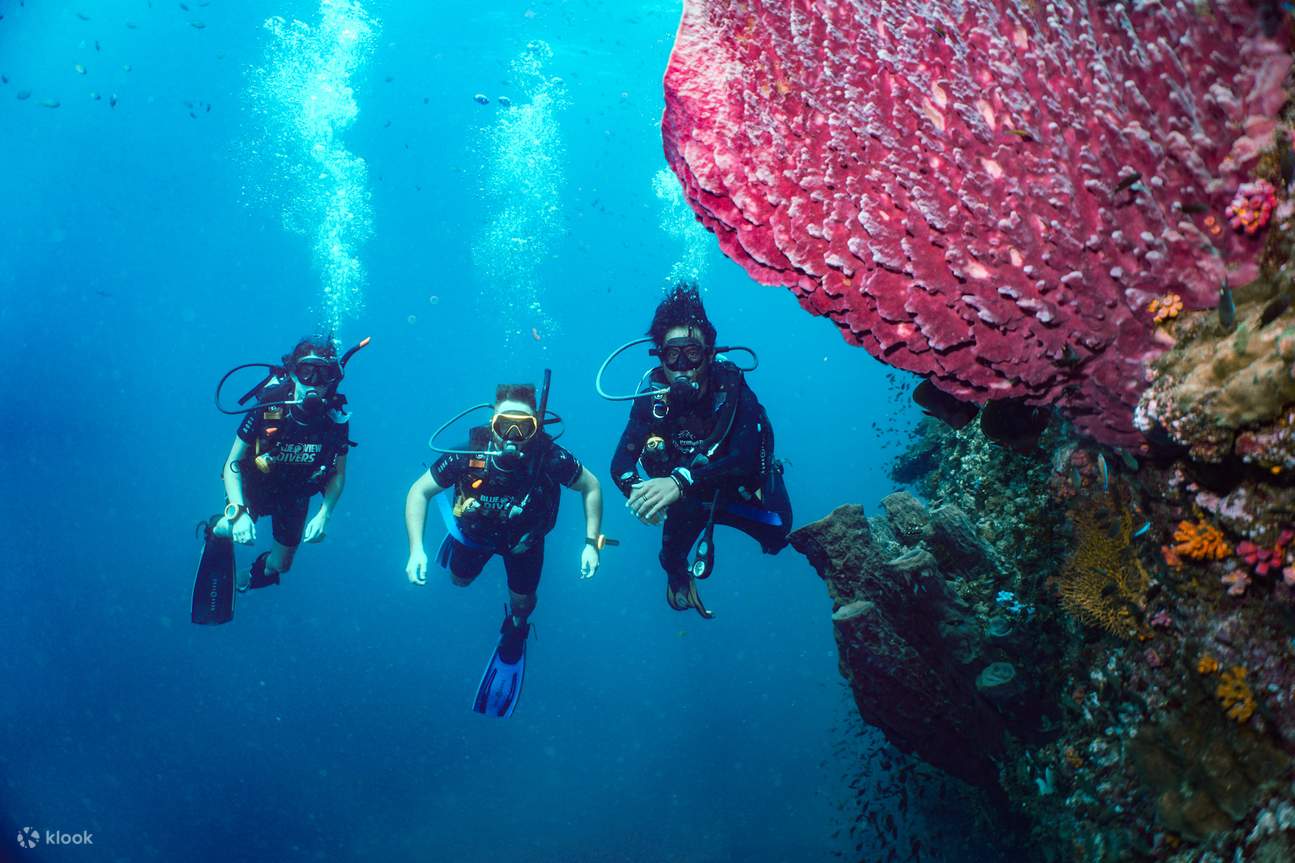 Join In 2 Scuba Dives For Certified Divers, Koh Lipe in Satun - Klook India