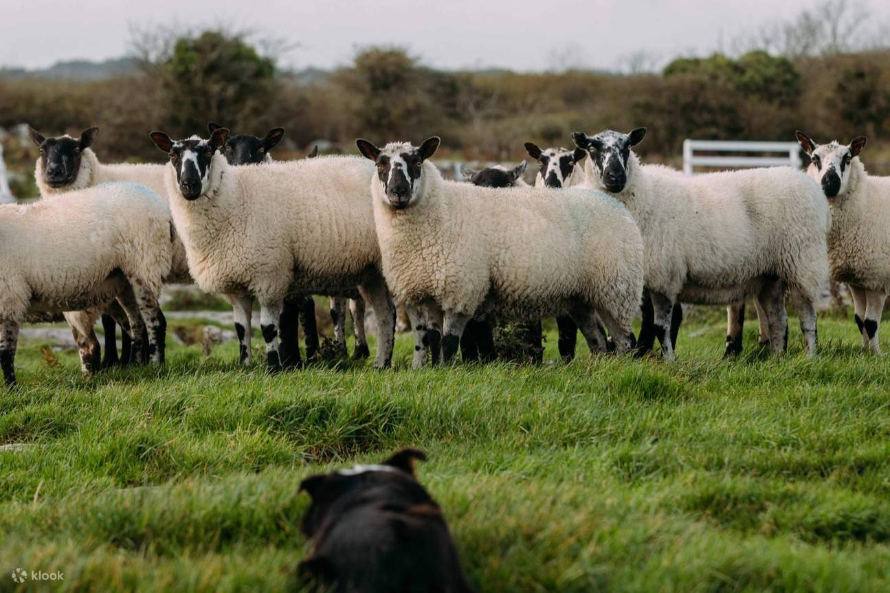 Glendalough and Wicklow Mountains Day Tour from Dublin - Klook Philippines