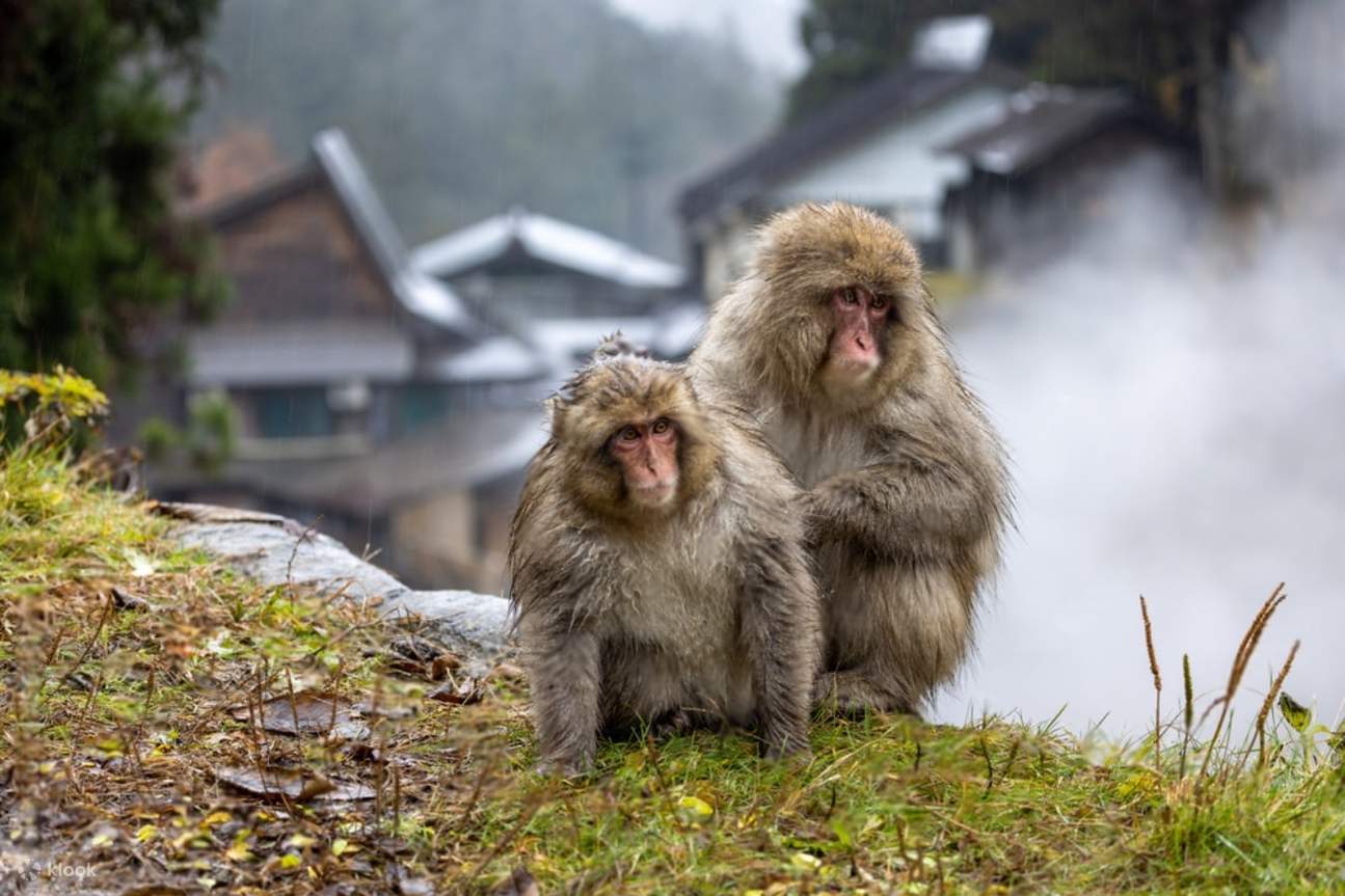 Jigokudani Monkey Park & Zenkoji Temple Private Day Trip - Klook Canada