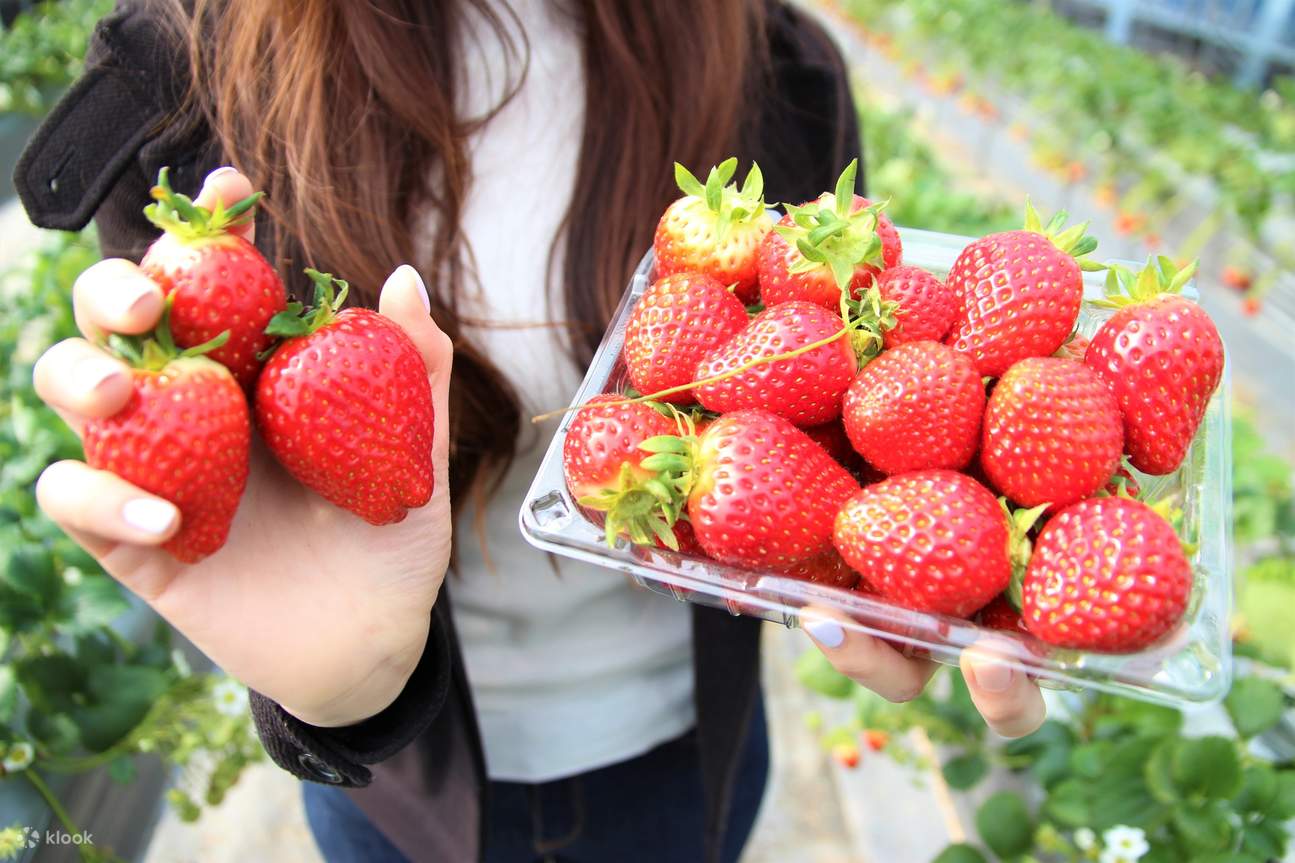 Lawatan Sehari ke Pocheon Art Valley, Ladang Strawberi, Memetik Epal ...