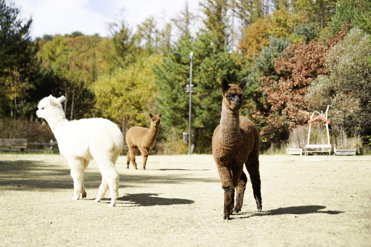 Nami Island/Alpaca/RailBike/Petite/HanBok/Morning Calm PrivateTour - Klook