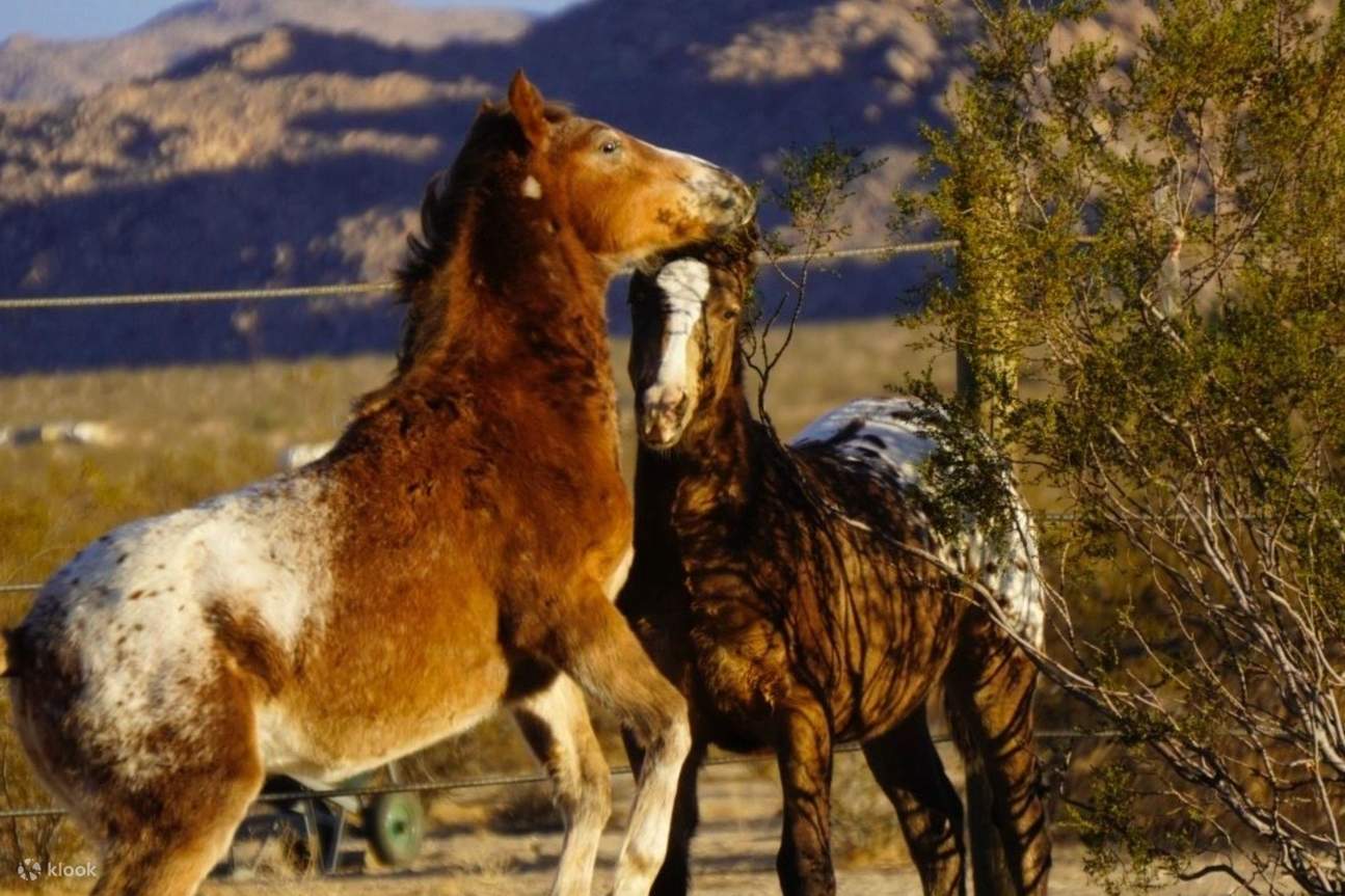 Animal Visit and Adventure Ride Experience in Joshua Tree - Klook ...