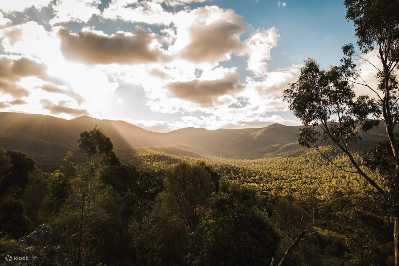 Wildlife Walking Tour from Canberra - Klook Australia