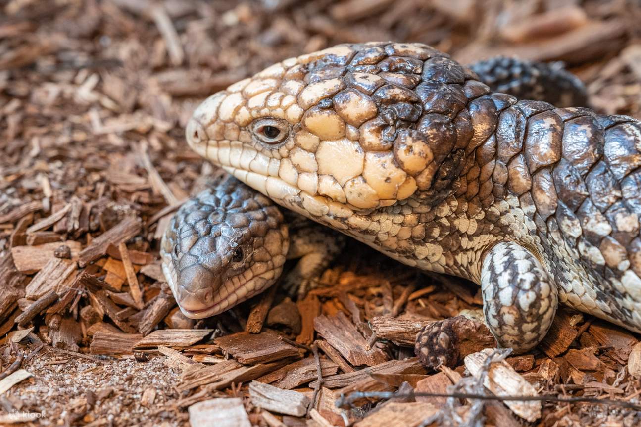 Wildlife Interaction and Hospital Tour in Perth - Klook