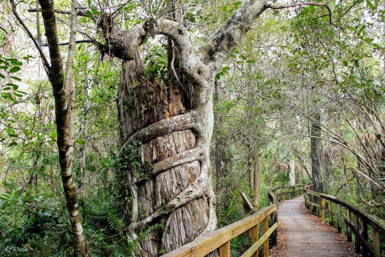 Full Day: Everglades Adventure with a Wet Walk - Klook Singapore