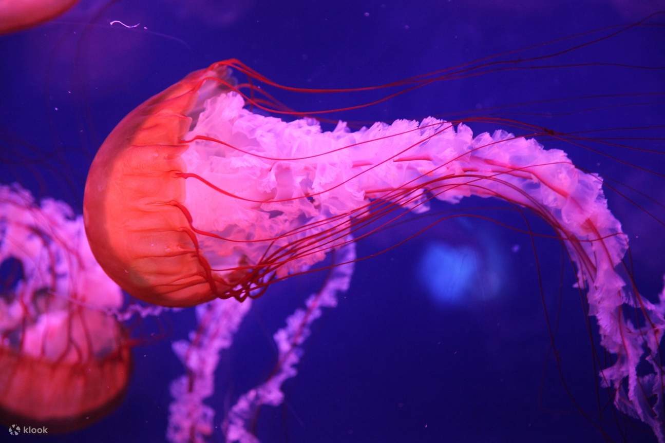 预订巴黎水族馆门票,观赏10000多种海洋生物 Klook客路
