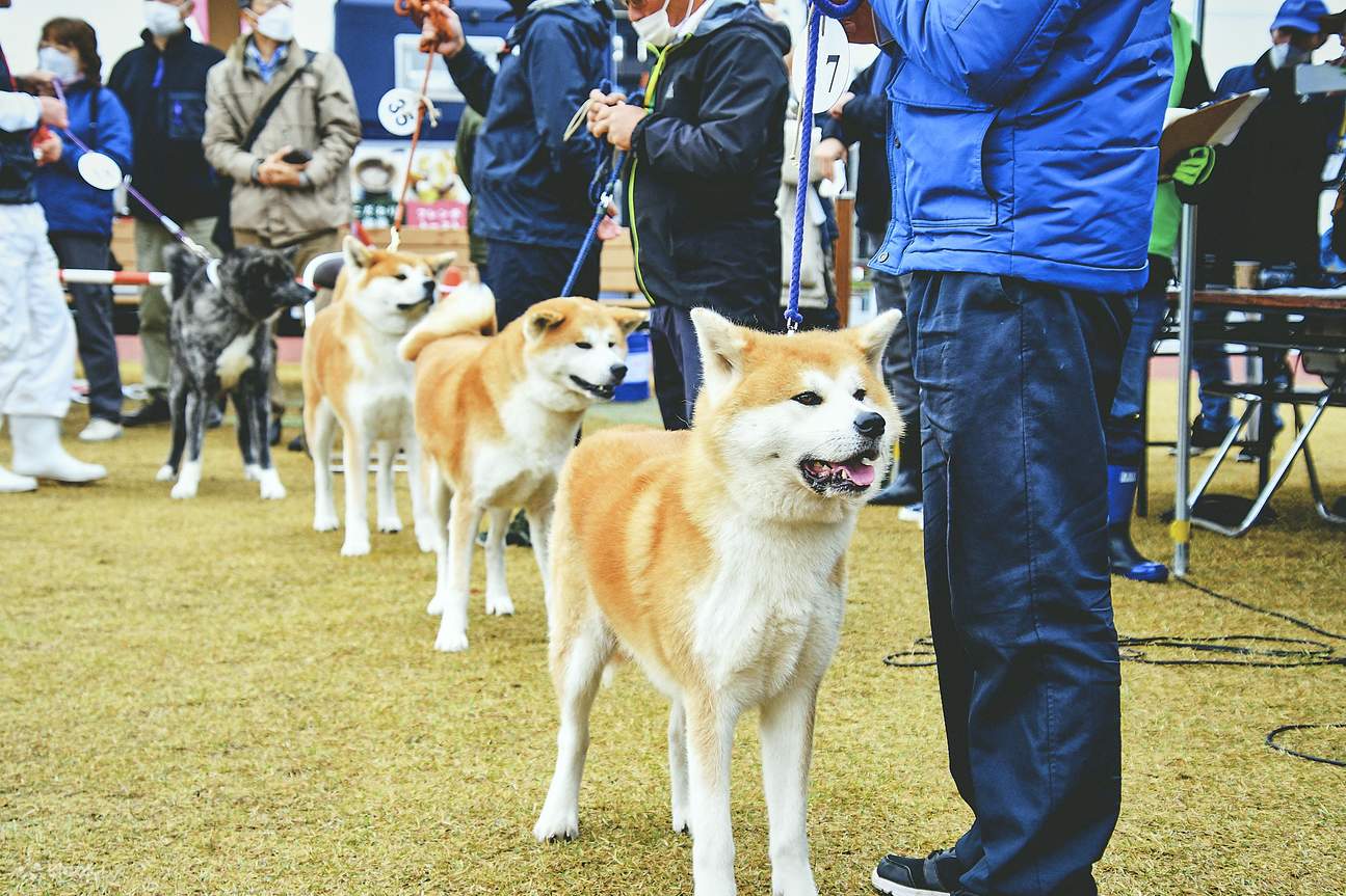 Unleash Adventure: Explore with Akita Dogs | Premier Tours at Akita ...