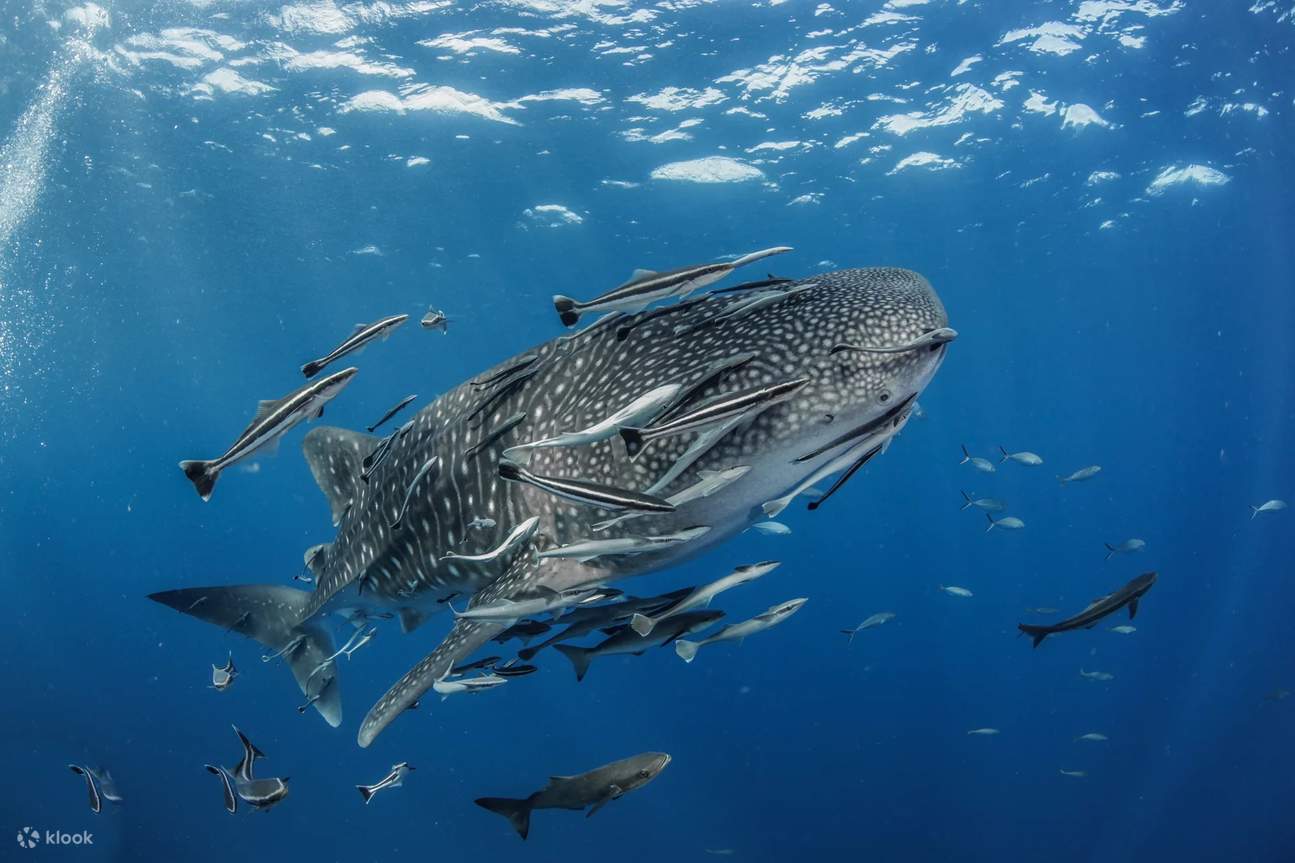 Enhance Your Dive Skills with a PADI Scuba Refresher in Koh Tao at Our PADI 5 Star IDC - Klook ...