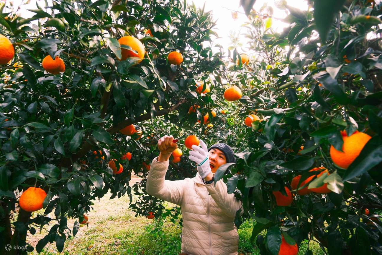 Jeju Fall Foliage, Tangerine Picking, Pink Muhly & Silver Grass Tour ...