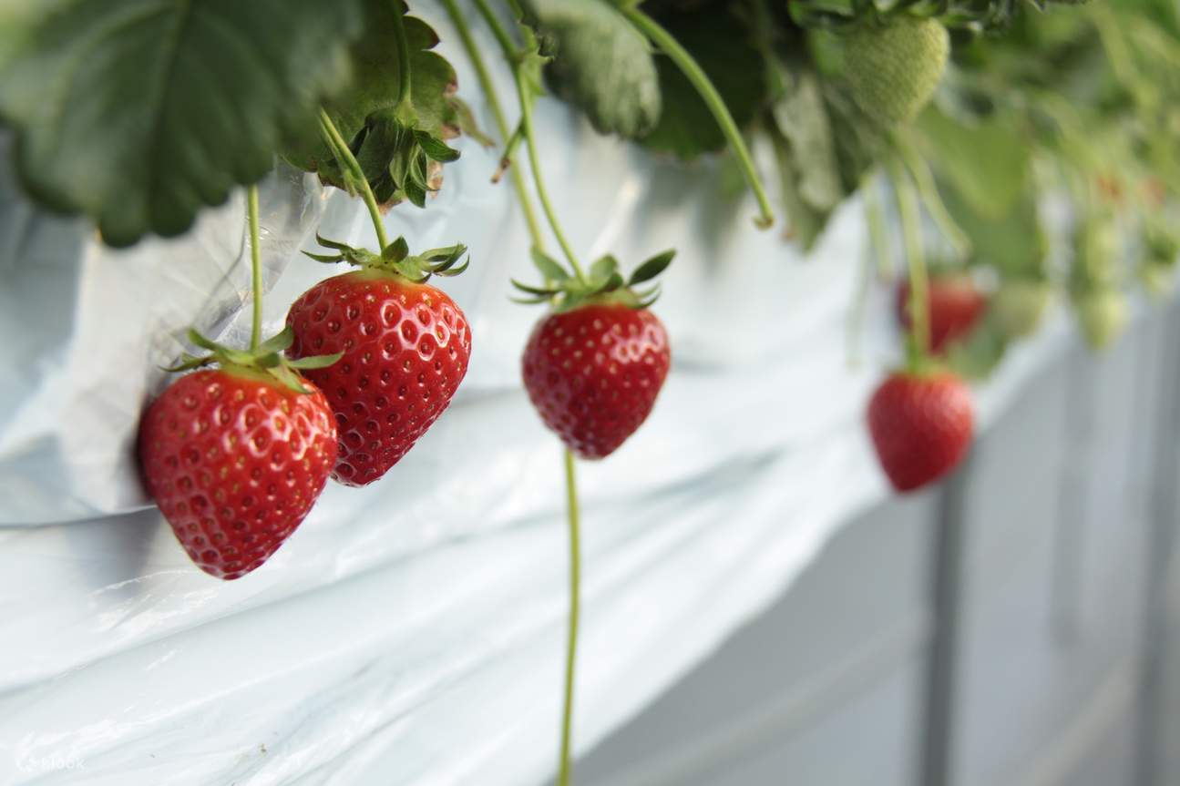 Tokyo, Koedo Kawagoe, Japan's Award-winning Strawberry Picking Day Tour ...