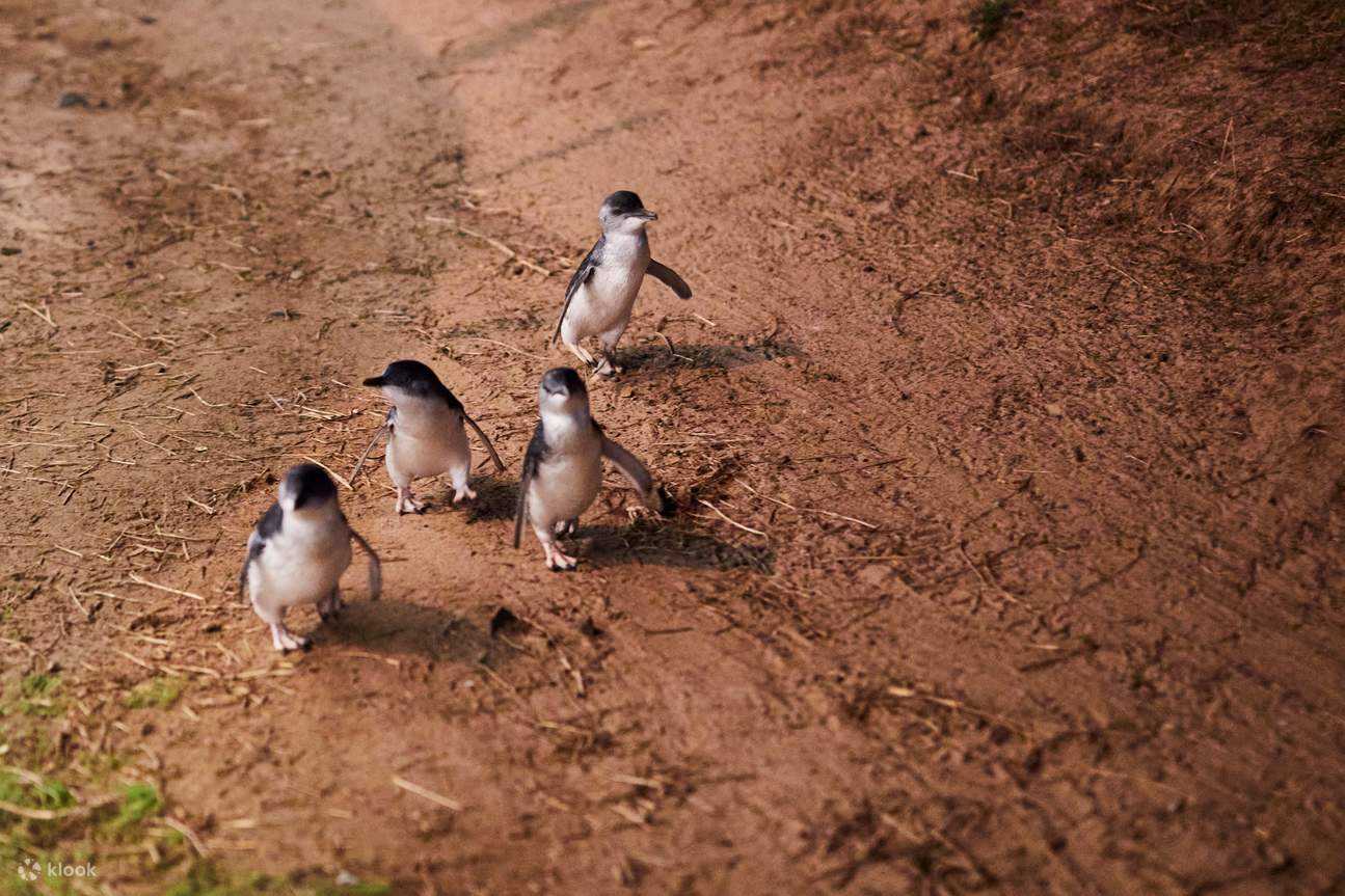 Perarakan Penguin, Taman Haiwan Maru Koala & Kotak Mandi Brighton ...