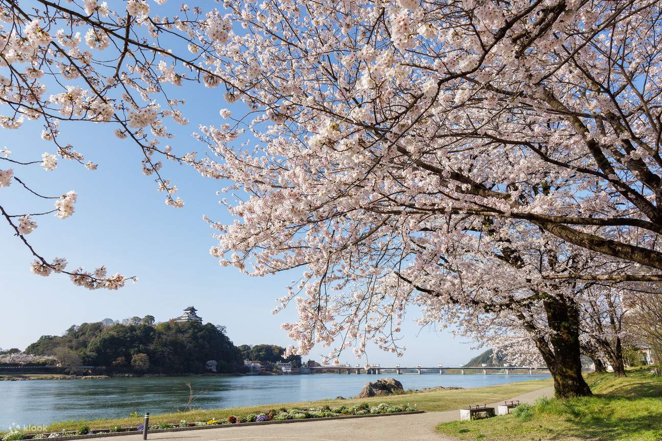 Festival de los cerezos en flor en las ruinas del castillo de Takato y ...