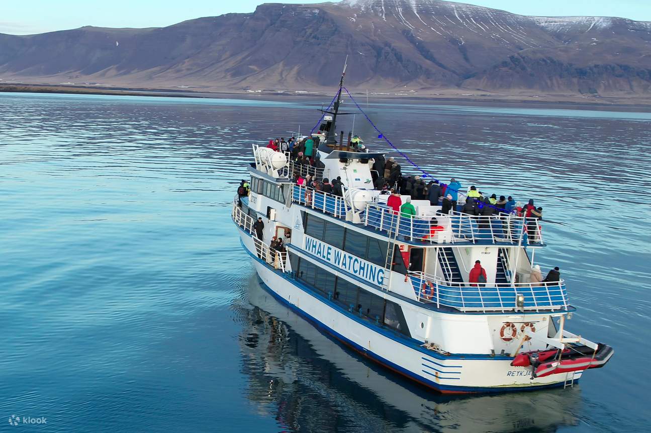 Whale Watching Express Tour in Reykjavik - Klook Philippines