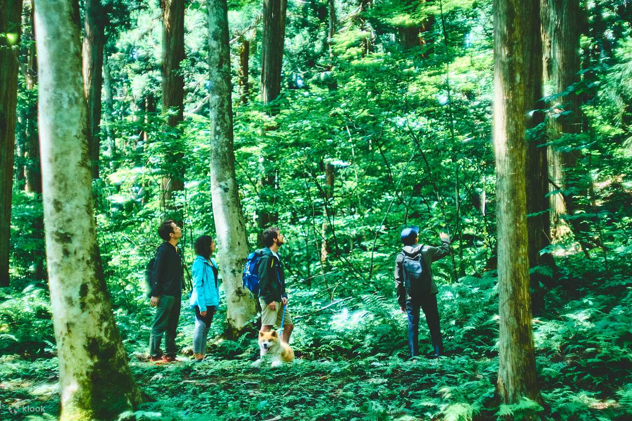 Unleash Adventure: Explore with Akita Dogs | Premier Tours at Akita ...