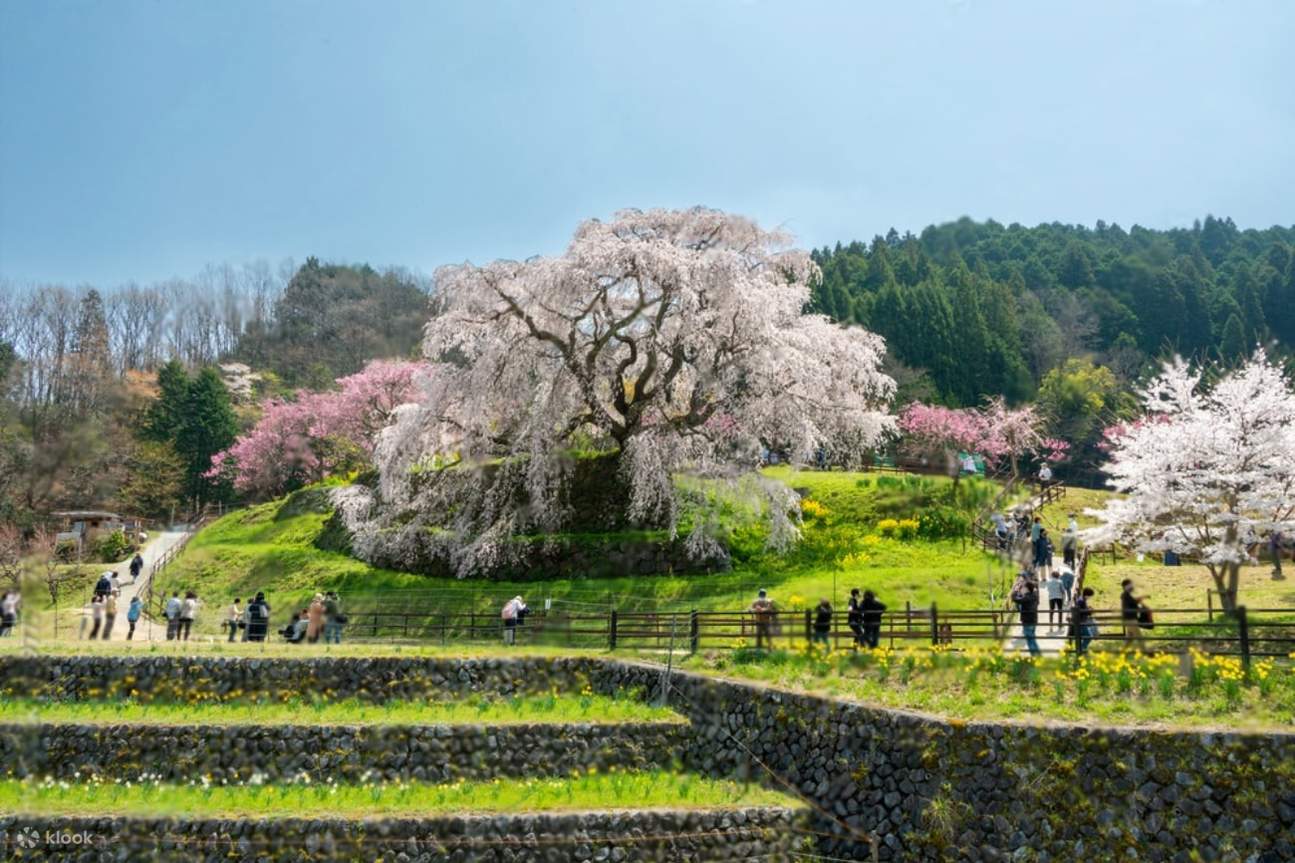 Perjalanan Sewa Mobil Nara yang Dapat Disesuaikan 1 Hari (dari Kyoto ...