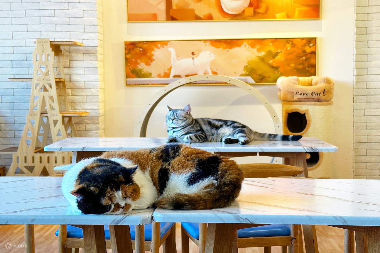 Catio Cat Cafe Mempersembahkan: Set Kopi dan Makanan Penutup Meowyyy ...