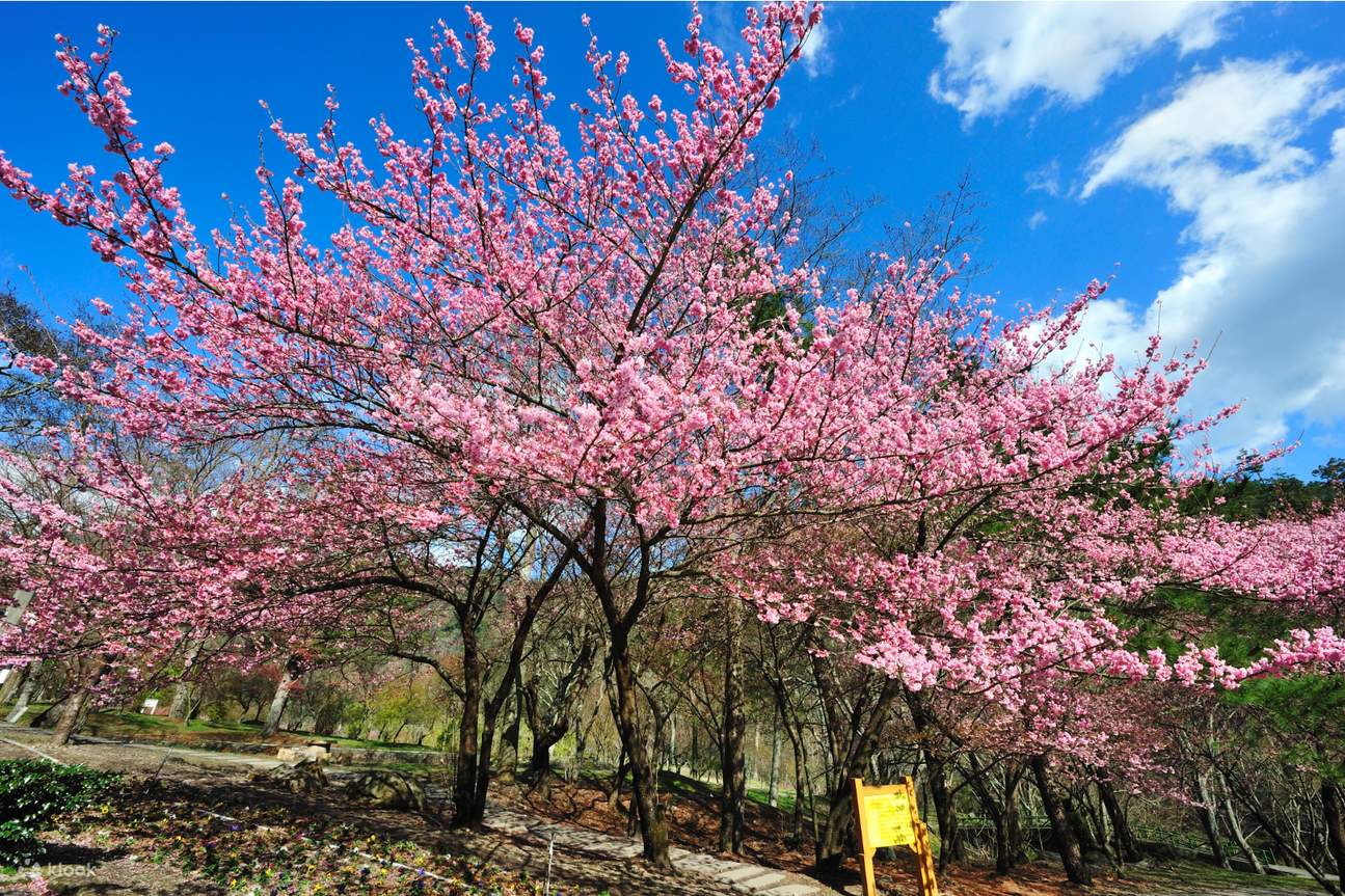 Taichung: Wuling Farm Day Tour (From Taipei) - Klook Philippines