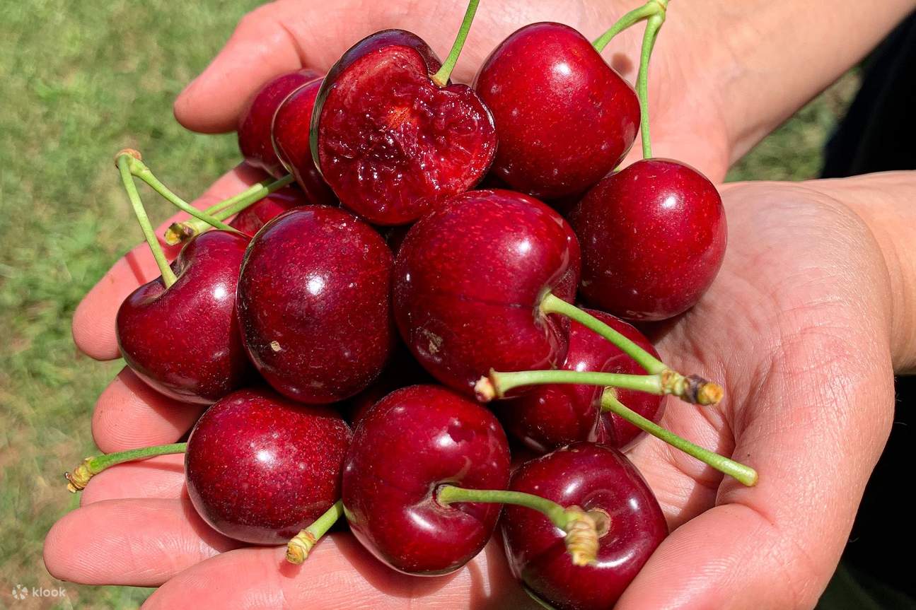 Cherry Picking at CherryHill Orchards - Klook Australia