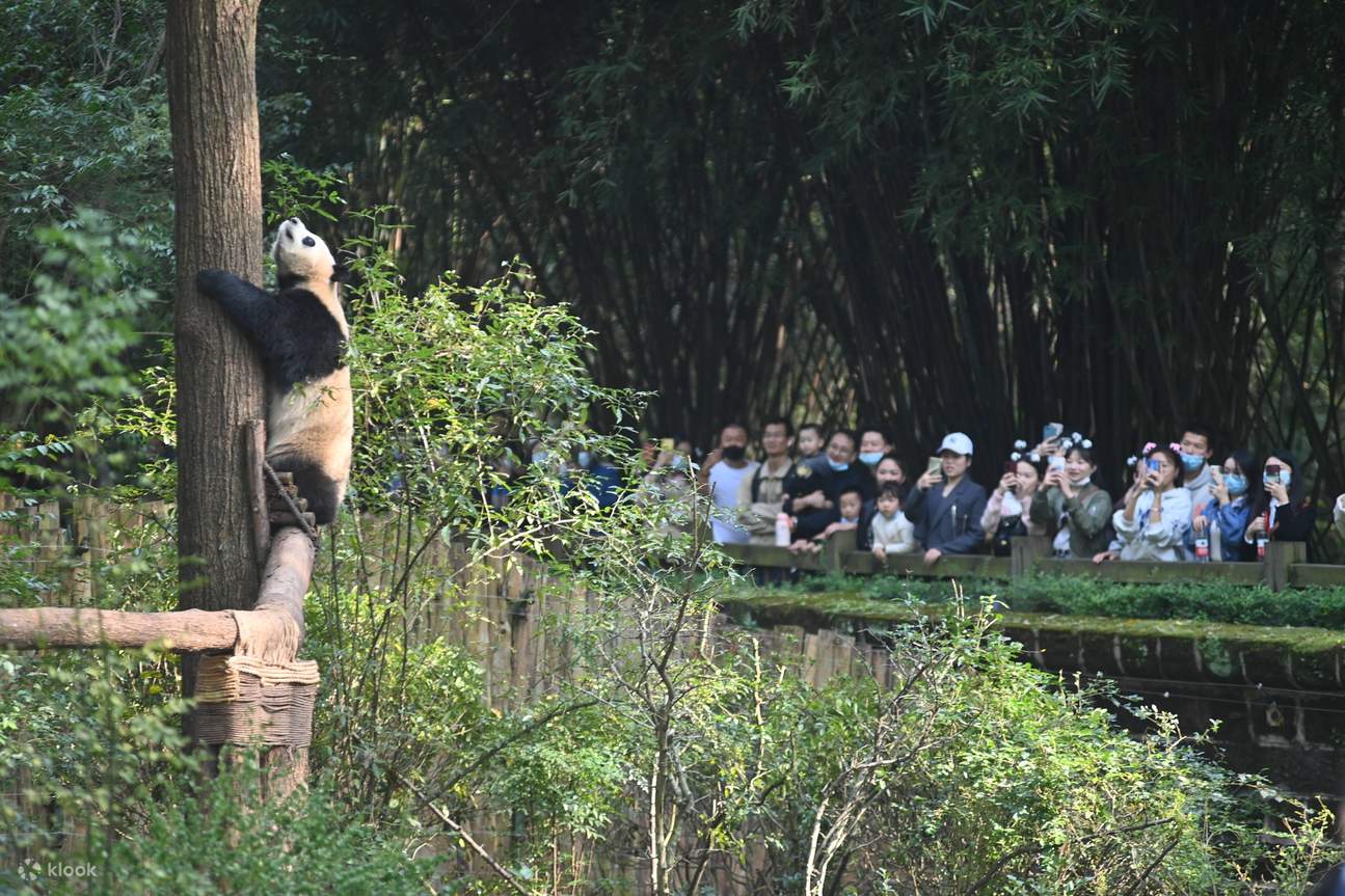 Tur 2 Hari Leshan Giant Buddha, Gunung Emei, dan Basis Panda Raksasa ...