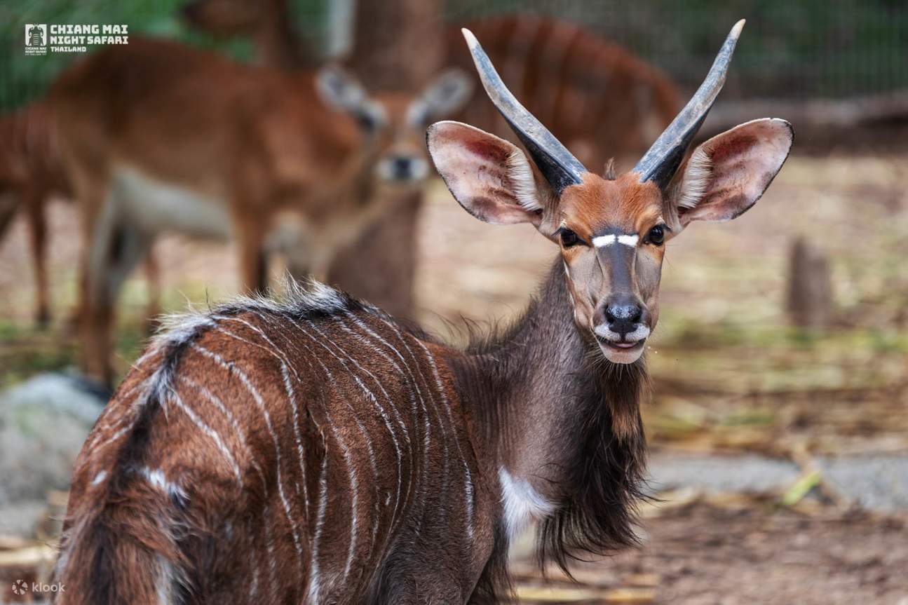 Chiang Mai Night Safari Park Ticket for Thai Resident - Klook United States
