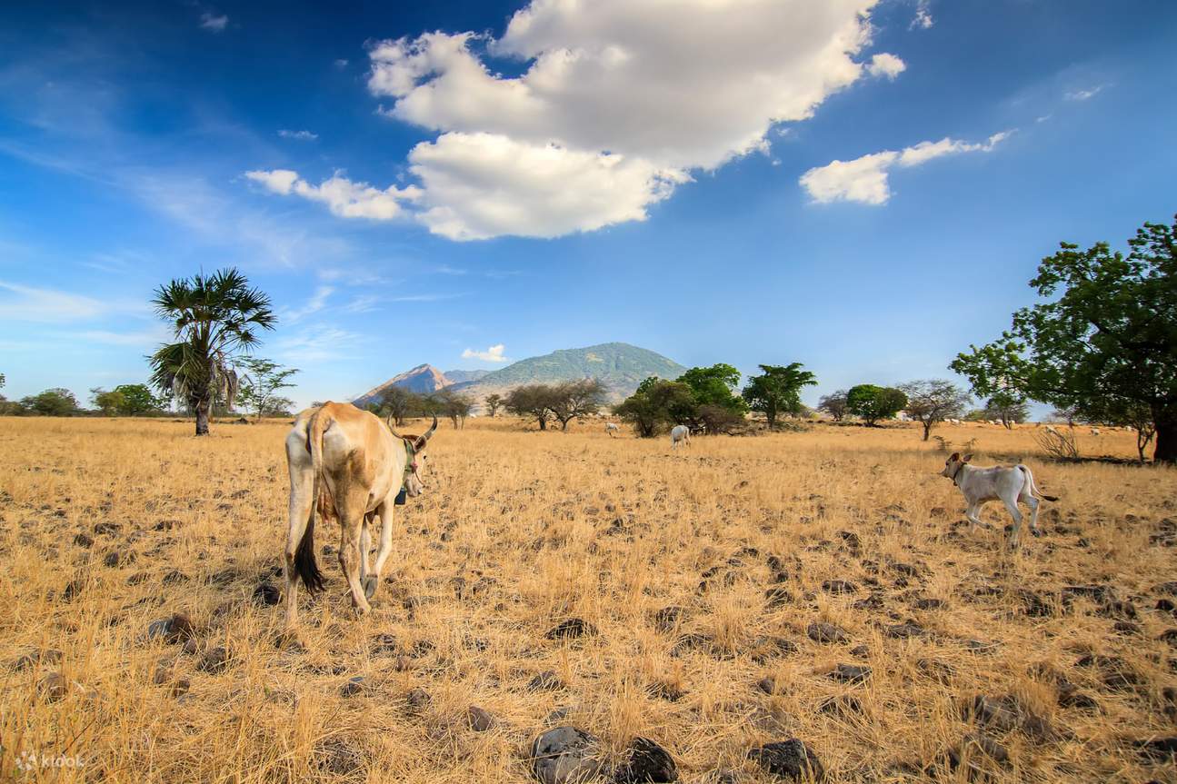Wisata Safari Taman Nasional Baluran di Banyuwangi - Klook Indonesia
