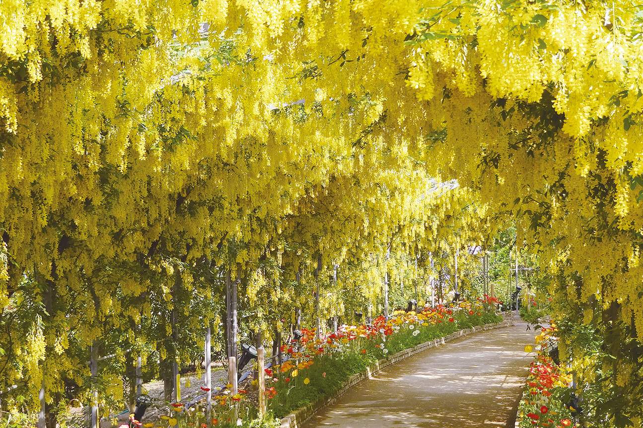 [Ibaraki Day Tour] Ibaraki Hitachi Beach Butterfly Flower Sea & Tochigi ...