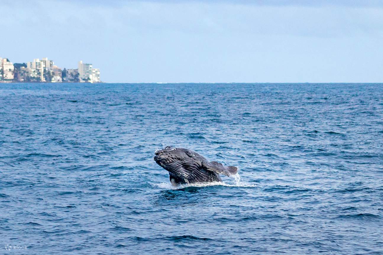Whale Watching Experience from Kewalo Harbor - Klook