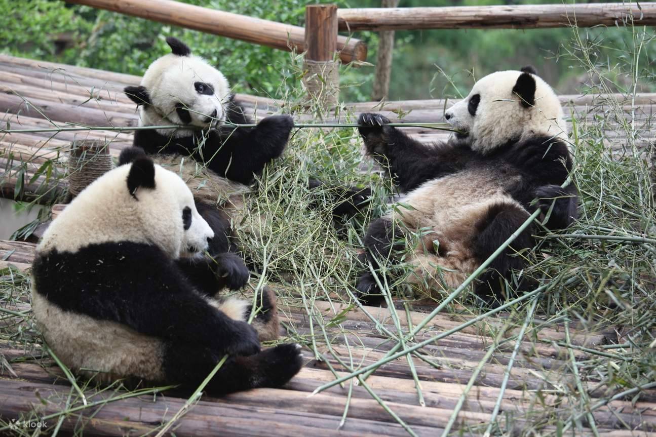 Chengdu Panda Base Private Day Tour and Sichuan Cooking Class - Klook