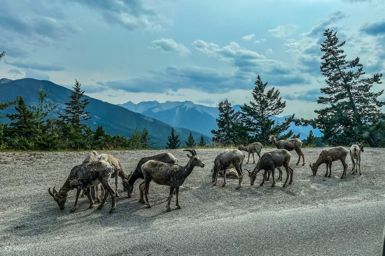 Lake Louise, Lake Minnewanka, Peyto Lake & Banff Tour in Canada - Klook