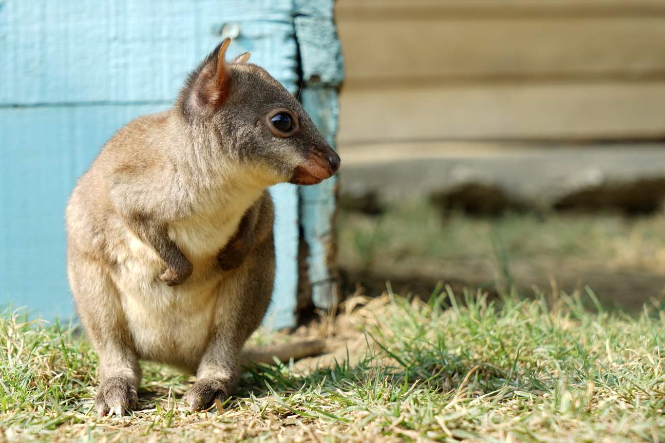 Wanpi World Safari Zoo Ticket - Klook