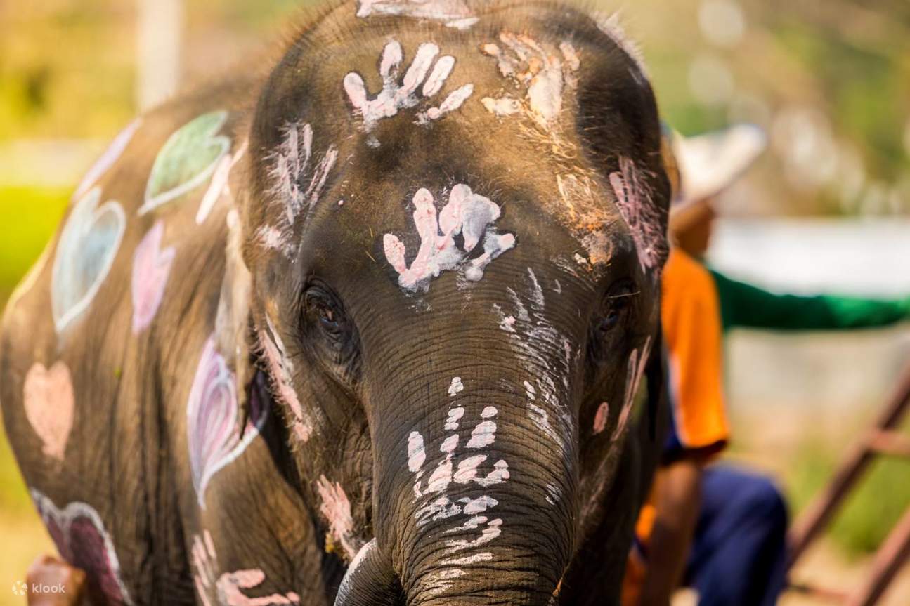 Kerchor Elephant Eco Park Tour a Chiang Mai, Thailandia - Klook Stati Uniti