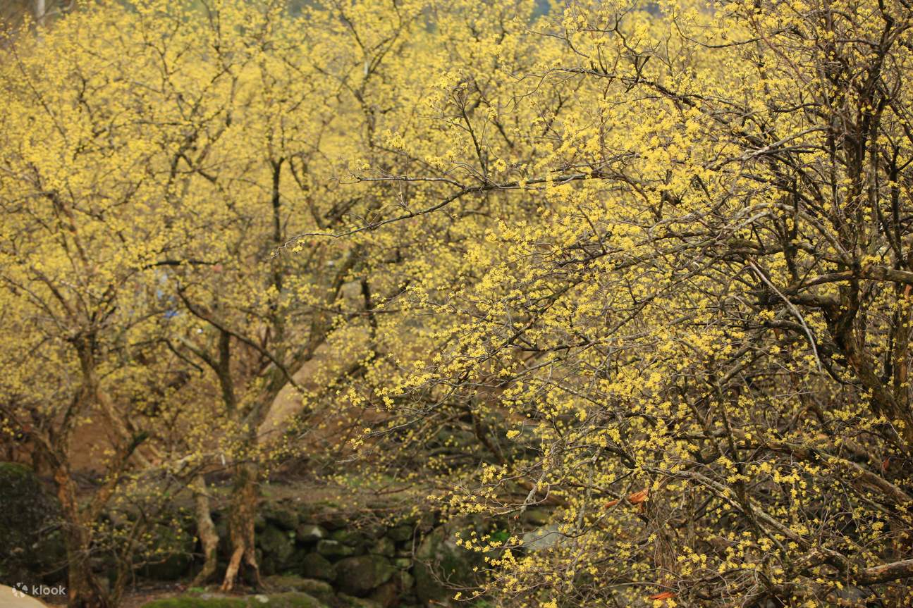 Pink King Cherry Blossom Tour from Seoul - Klook United Kingdom