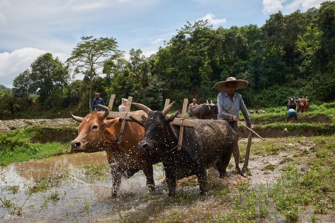 Selami Budaya Tempatan: Pengalaman Menanam Padi di Nepal - Klook Amerika Syarikat