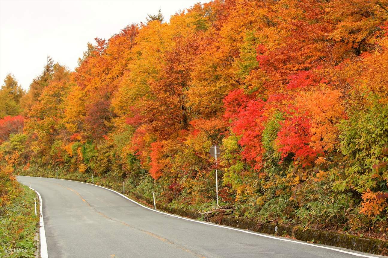 Miyagi: Autumn Leaves & Zao Fox Village 1Day Tour (Sendai Departure ...
