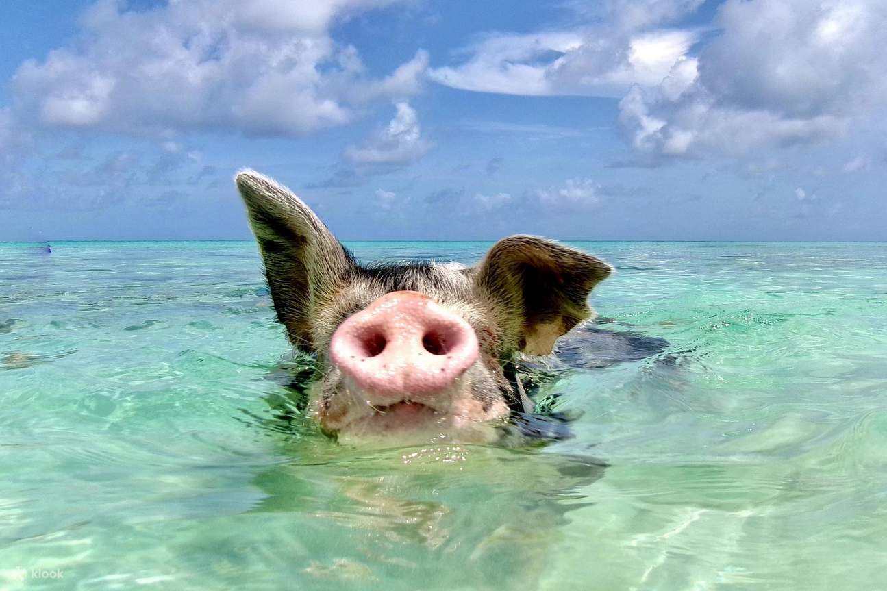 Berenang bersama Babi di Miami - Klook Indonesia