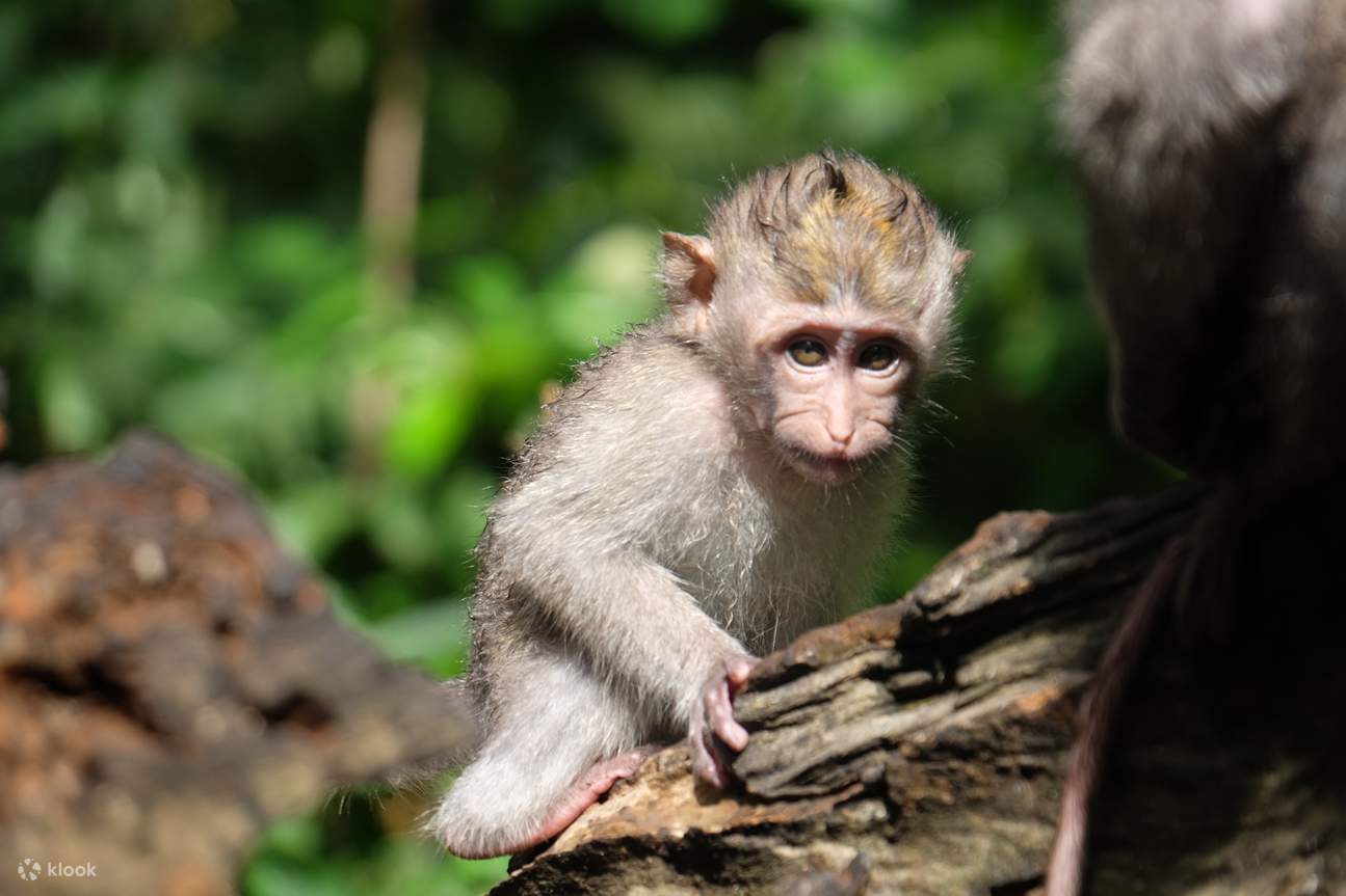 Tiket Monkey Forest Ubud (Mandala Suci Wenara Wana) di Bali - Klook ...