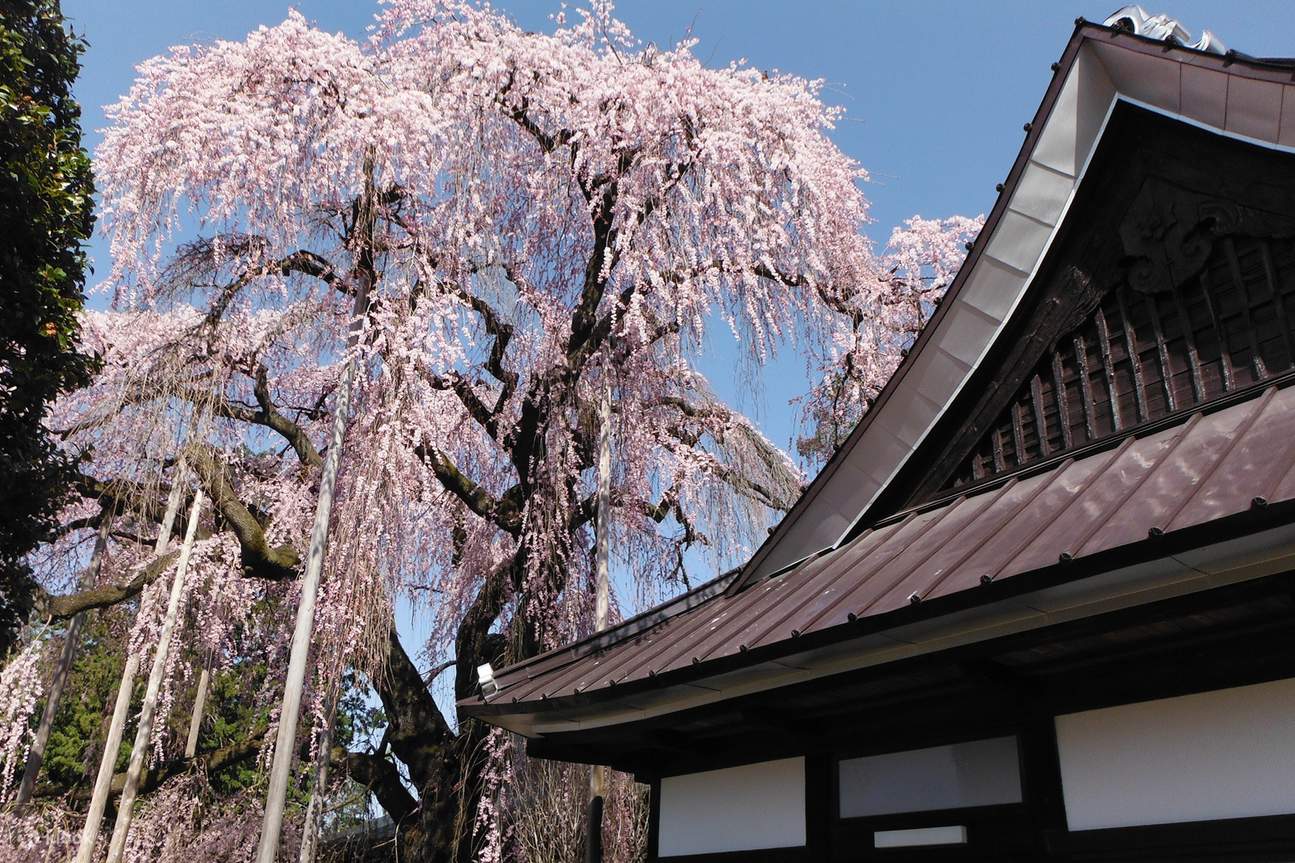 Yamanashi Cherry Blossom Day Tour｜Three Popular Cherry Blossom Viewing ...