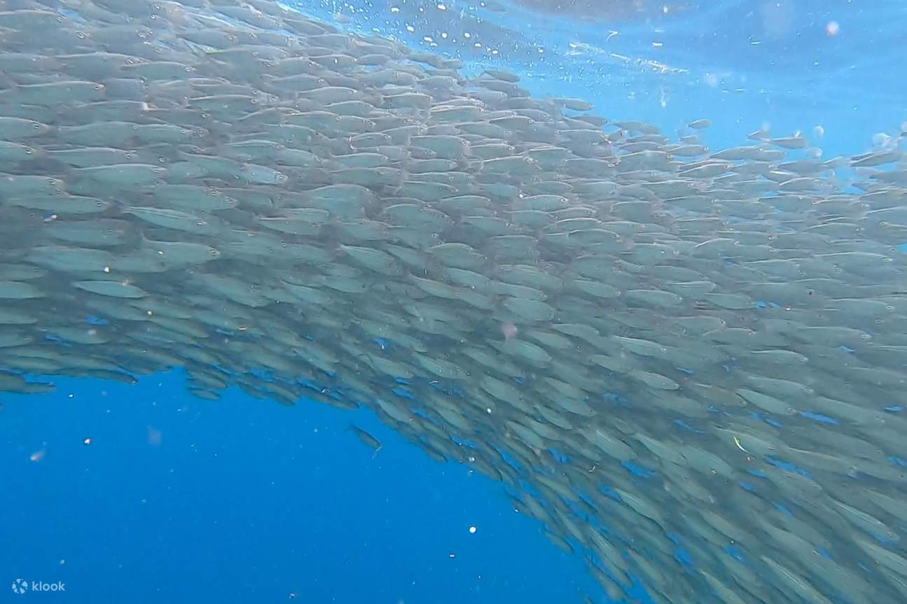 Napaling Sardine Run with Hinagdanan Cave & Pamilacan Island Tour ...