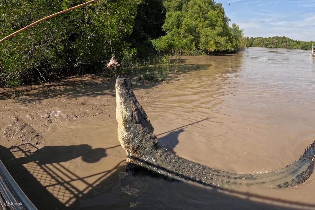 Jumping Crocodile Cruise with Transfers from Darwin - Klook