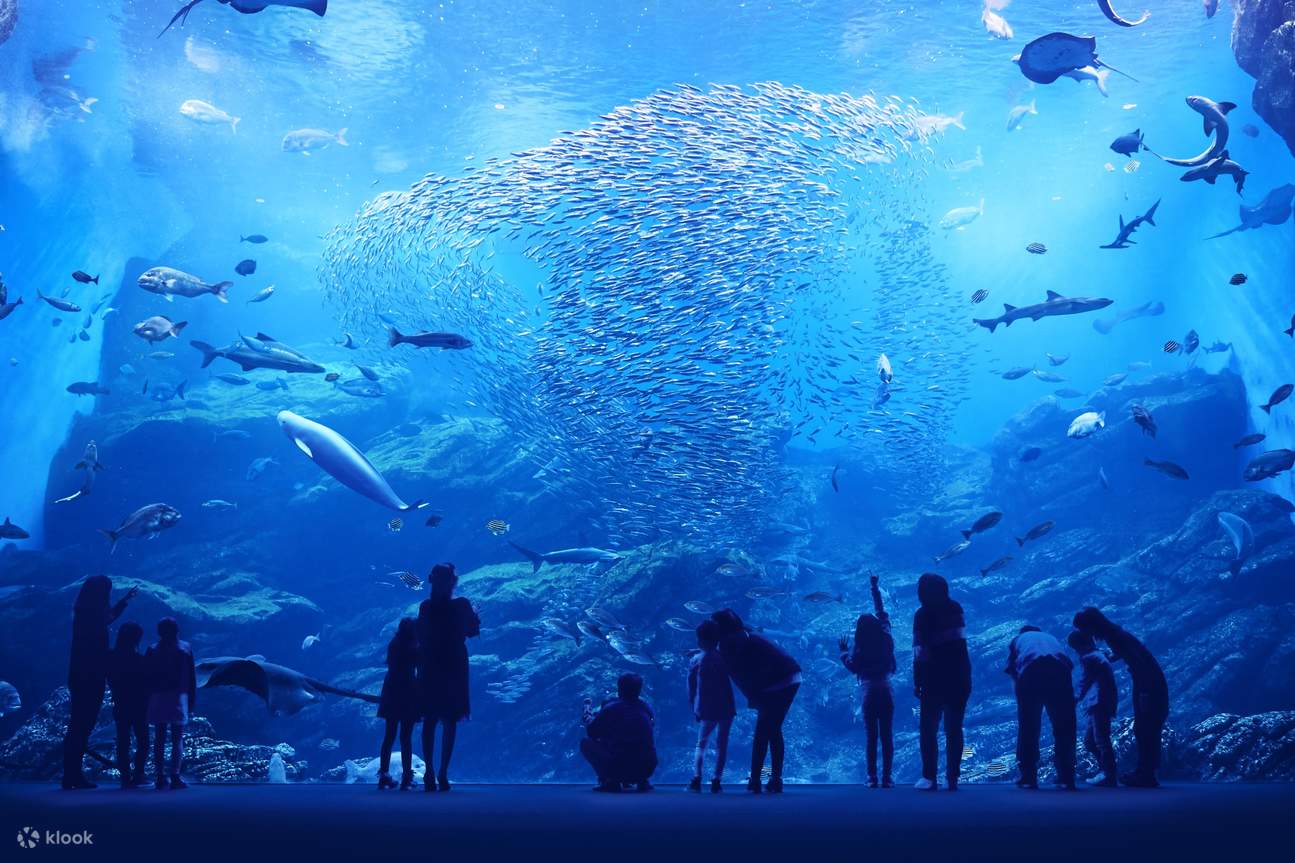 Sendai Umino-Mori Aquarium Admission Ticket - Klook Australia