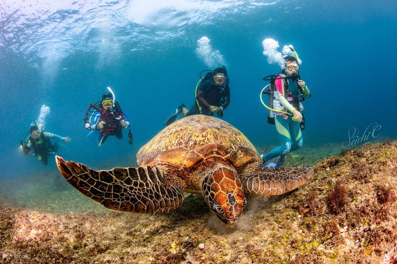 FUN DIVE Experience local diving (diving license required) / Xiaoliuqiu ...