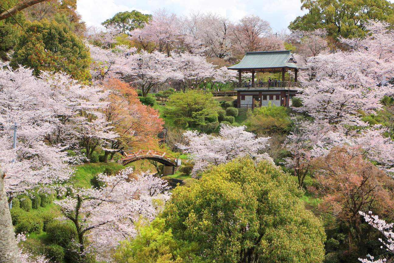 Kumamoto Cherry Blossom Tour from Fukuoka: Castle, Suizenji, Kikuchi ...