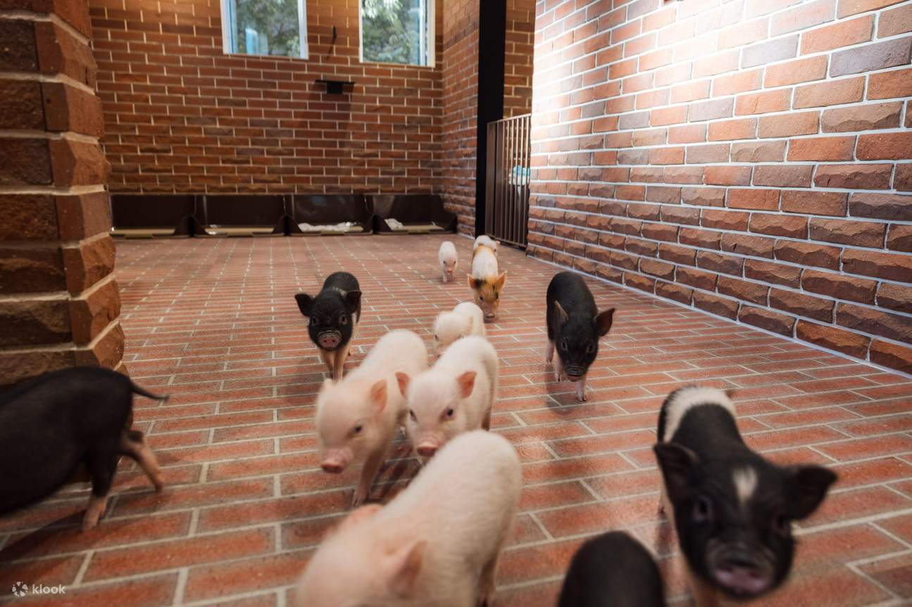 Online reservation for Yokohama Private Room Micro Pig Cafe - Klook ...
