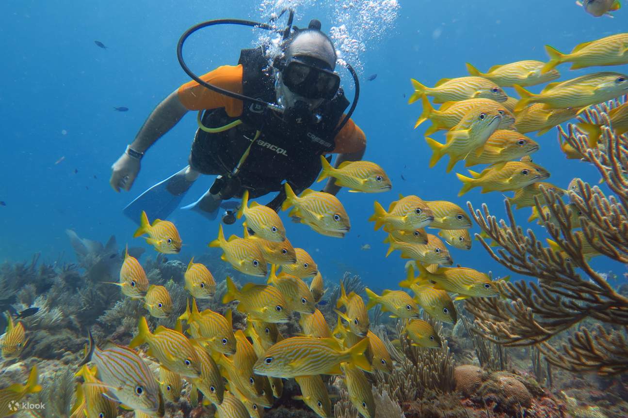 Beginner's Guide to Scuba Diving in Cancun: Tips and Adventures - Klook